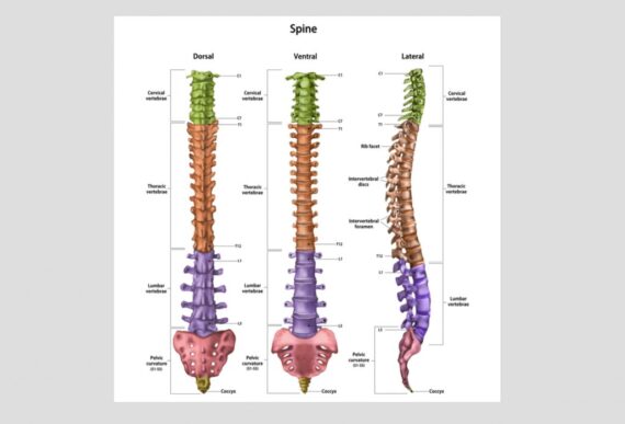 Society for Minimally Invasive Spine Surgery | National Spine Health Foundation