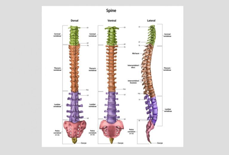 The Spine: Anatomy and Function