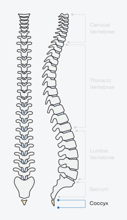The Spine: Anatomy and Function