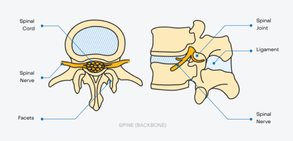 The Spine: Anatomy and Function