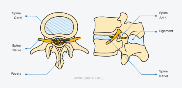 The Spine: Anatomy and Function