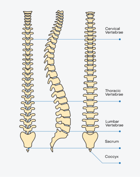The Spine: Anatomy and Function