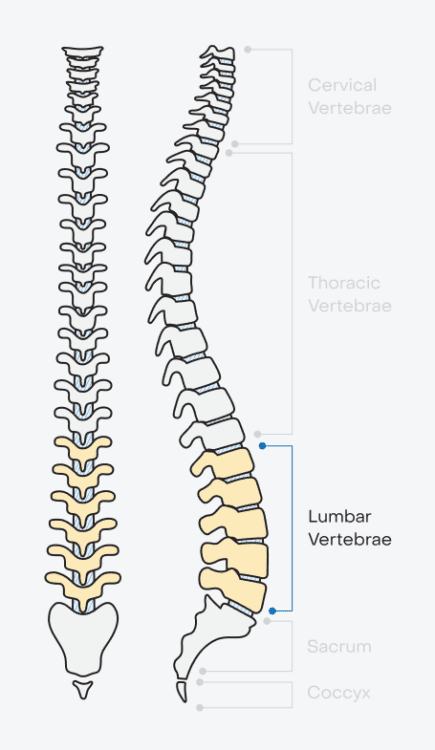 The Spine: Anatomy and Function