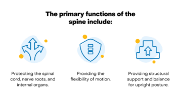 The Spine: Anatomy and Function