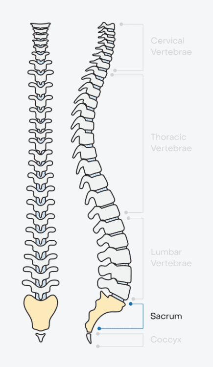 The Spine: Anatomy and Function
