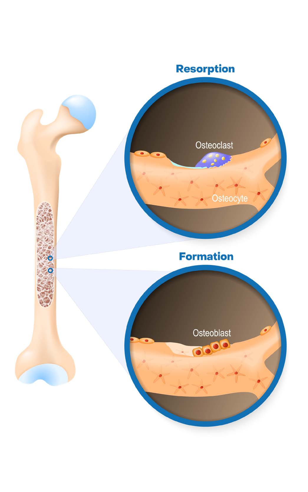 Bone Health Basics: Our Amazing Bones | National Spine Health Foundation